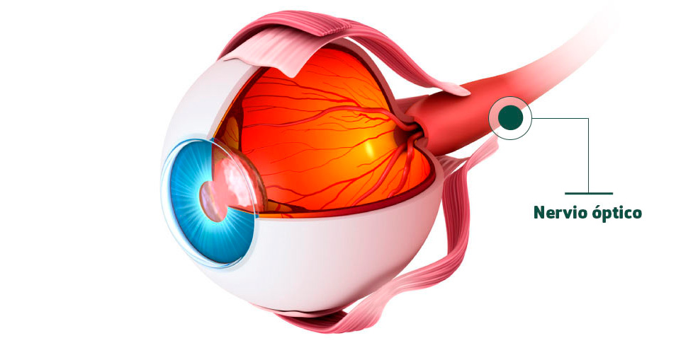 ¿Cómo funcionan tus ojos? | +Vision